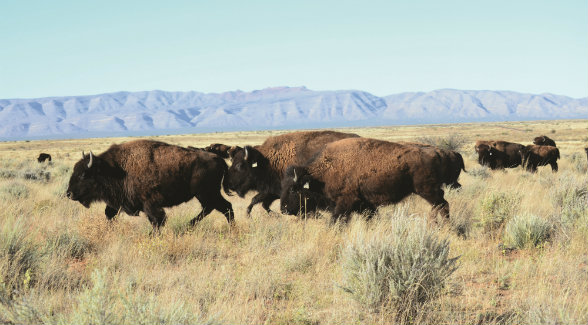Ted Turner Expeditions Takes Off The Land Report