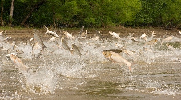 Asian Carp May Soon Reach Great Lakes | The Land Report